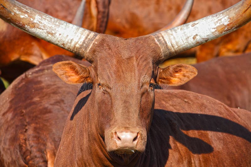 Afrykańscy Krowy Ankole Watusi Rogi Obraz Stock - Obraz złożonej z ...