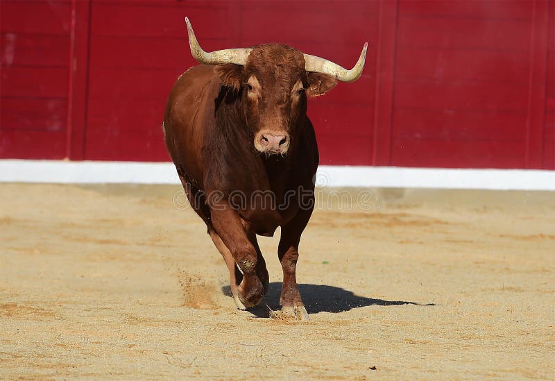 Byk w Hiszpania obraz stock. Obraz złożonej z okrutnie - 91692347