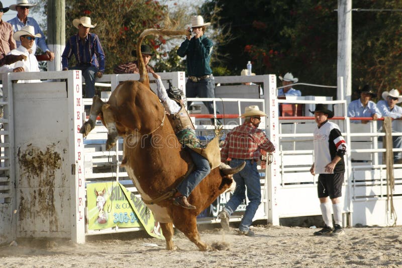 Bullriding 2019 Tekst - Kowbojska Byk Jazda Przy Kraju Rodeo Zdjęcie ...