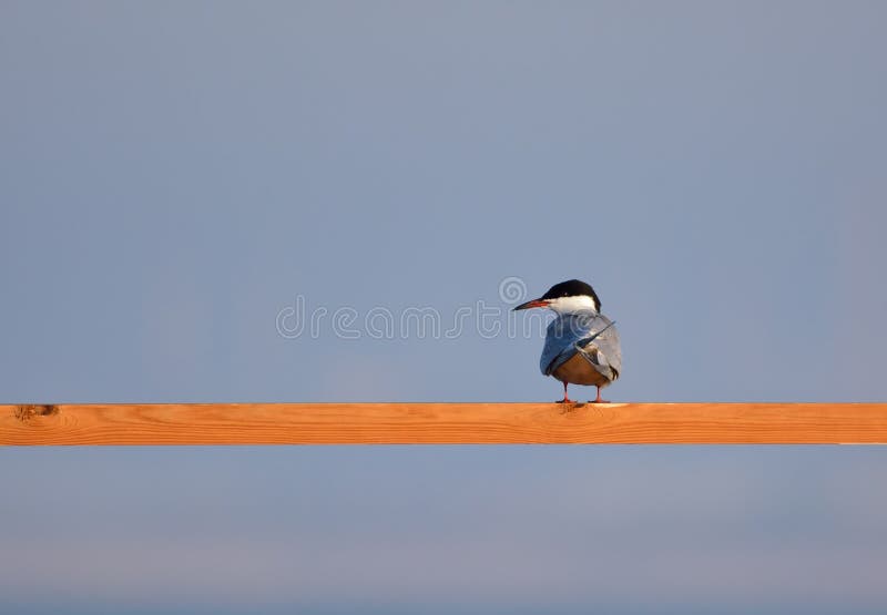 A byrd on a plank stock photo. Image of sitting, plank - 91284986