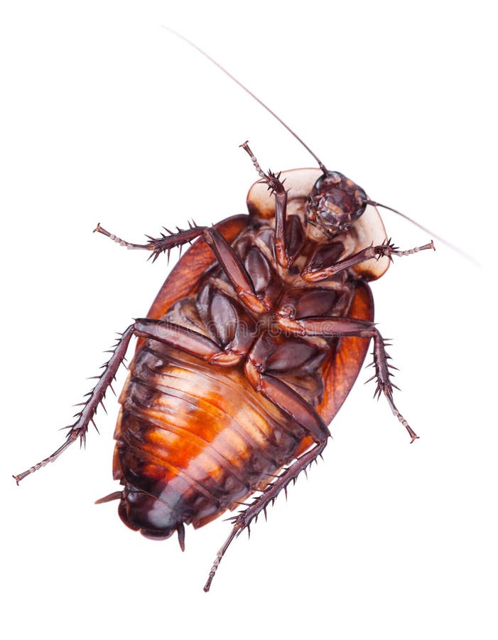 The Giant Burrowing Cockroach Stock Image - Image of disgust, arthropod ...