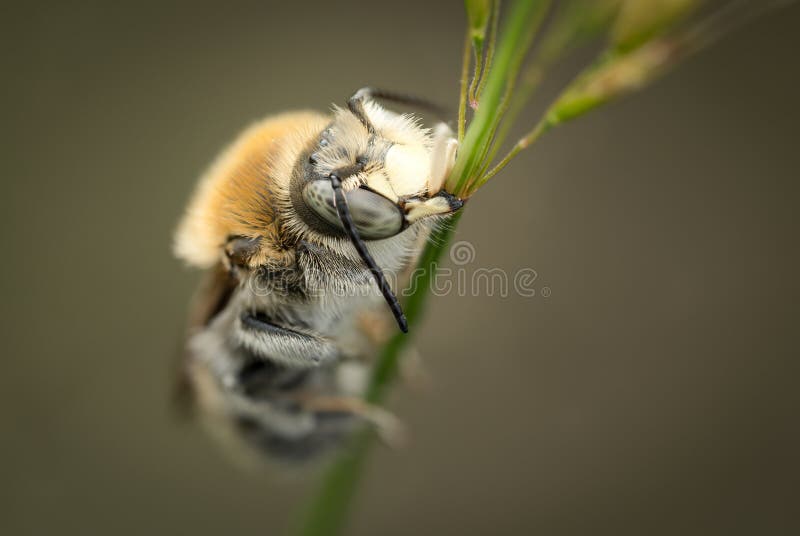 Bysaal Resin-leafcutter Bee (trachusa Byssina), Belgium Stock Image ...