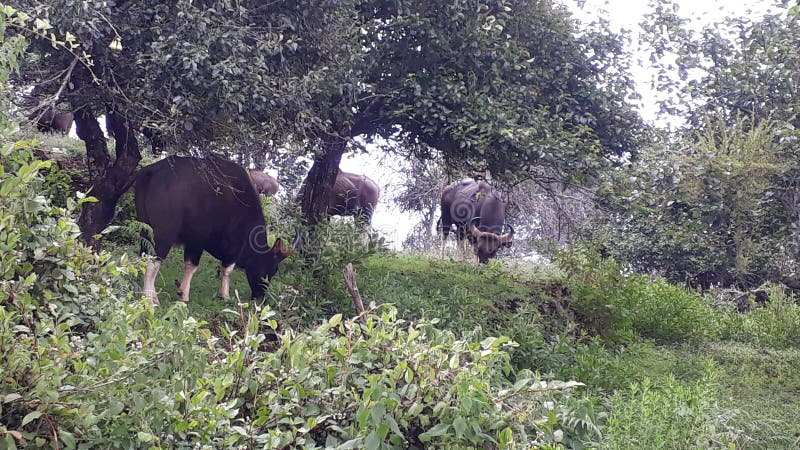 Byson stock image. Image of forest, farm, nature, byson - 153255207