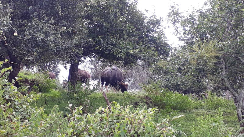 Byson stock image. Image of forest, nature, byson, peach - 153353211