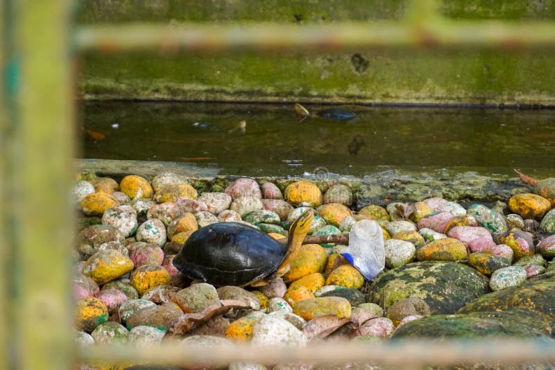 Byuku Turtle at the Zoo stock photo. Image of yellow - 229138882