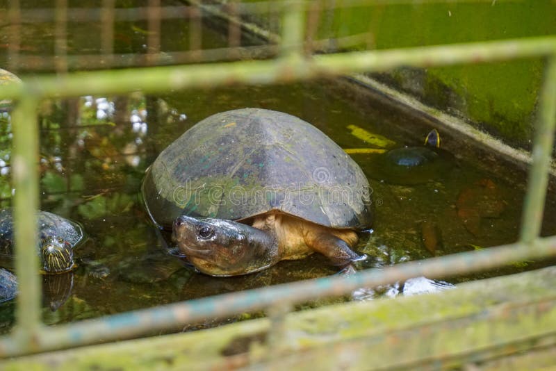 Byuku Turtle at the Zoo stock photo. Image of fish, reflection - 229139010