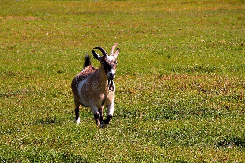 Young Goat Running Across the Field at Farm Background. Stock Photo ...