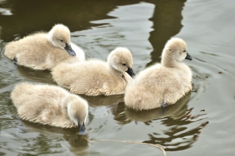 Le cygne noir photo stock. Image du célèbre, famille - 40305464 Le cygne noir photo stock. Image du célèbre, famille - 40305464