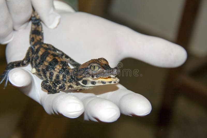 Bébé nain de crocodile photo stock. Image du vertébré - 31991756