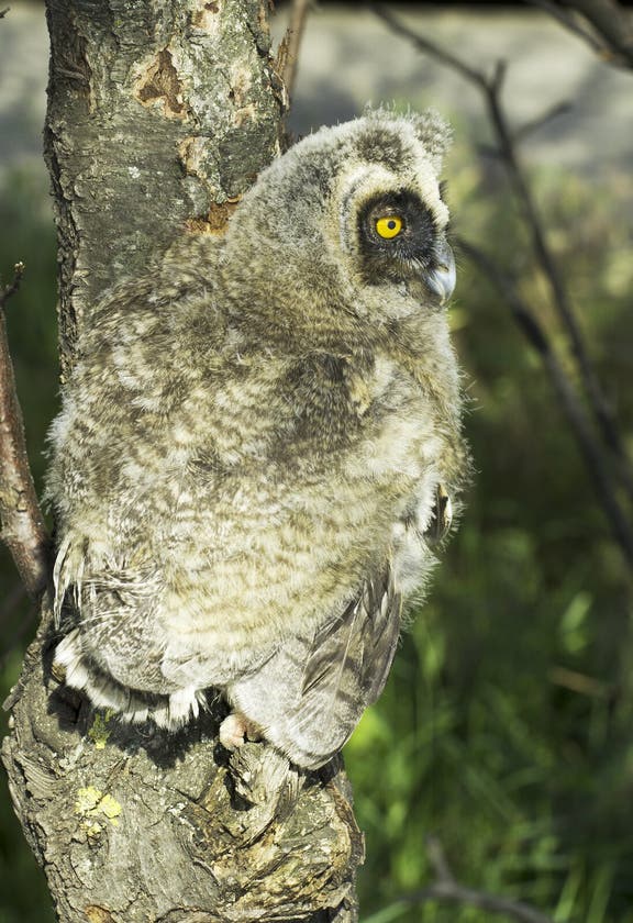 Búho De Orejas Alargadas (otus Del Asio) Imagen de archivo - Imagen de blanco, buho: 31227943