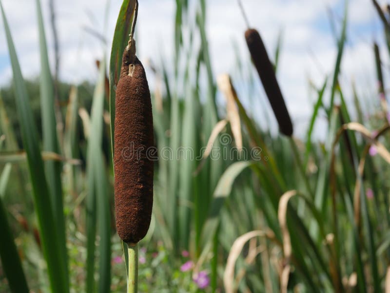 Cálamo de la planta imagen de archivo. Imagen de verde - 77201961