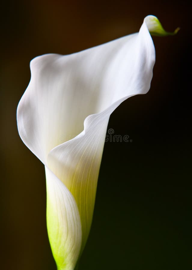 Cálice branco foto de stock. Imagem de planta, flor, nave - 13977916