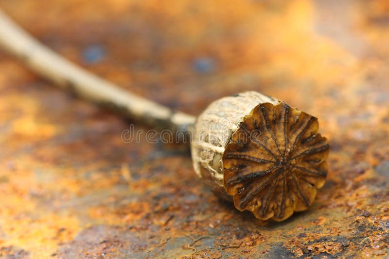 Cápsula De La Semilla De Amapola De Opio Imagen de archivo - Imagen de ...