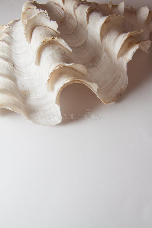 Fondo Del Seashell Con Las Perlas Foto de archivo - Imagen de copia ...