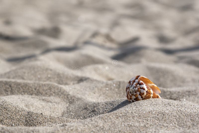 Shell Del Caracol En Arena En La Playa Foto de archivo - Imagen de ...