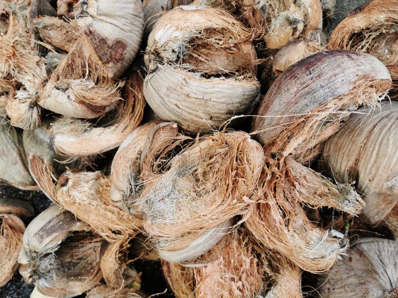 Cáscara del coco foto de archivo. Imagen de fresco, cáscara - 26489666