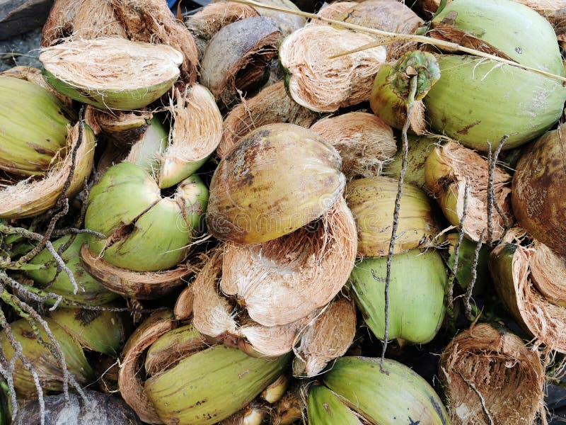 Cáscara del coco foto de archivo. Imagen de fresco, colorido - 26489666