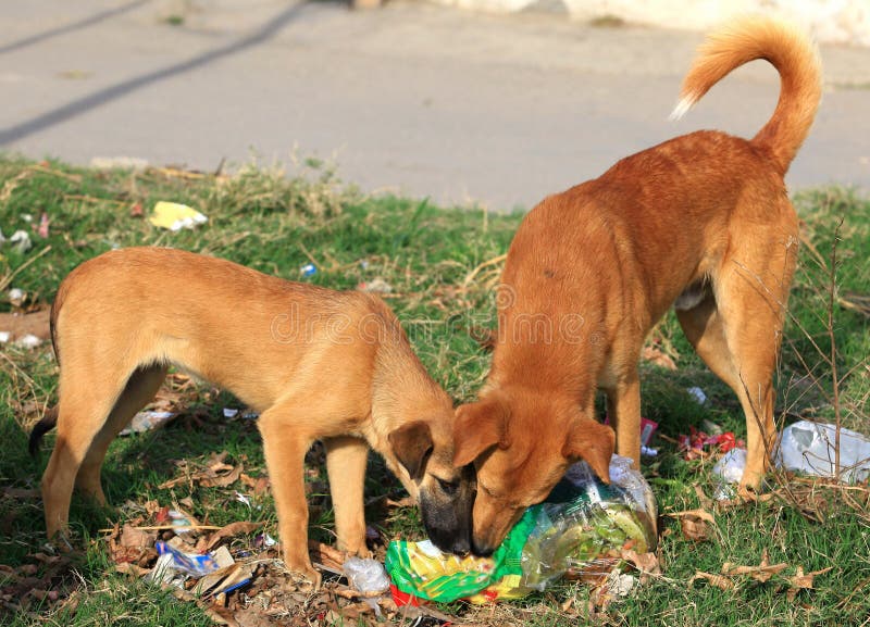 Fome Fotos De Stock - Baixe 83,044 Fotos Royalty Free