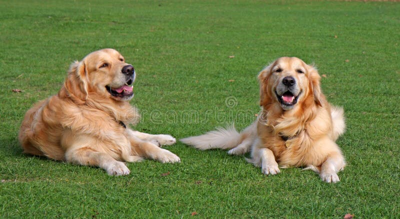 Cães Felizes Com Pensamentos Foto de Stock - Imagem de exterior, amigo ...
