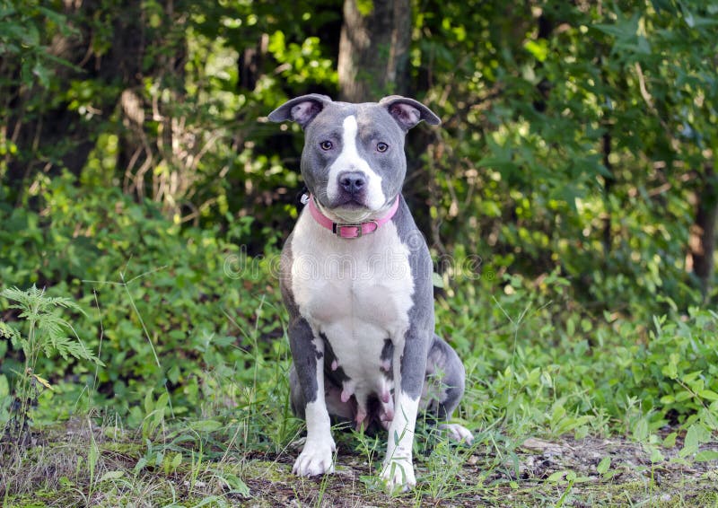 Cão Azul De Pitbull Terrier Do Americano Foto de Stock - Imagem de ...