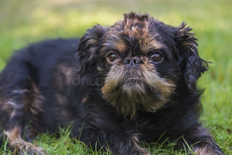 O griffon belga imagem de stock. Imagem de pedigreed - 30988729