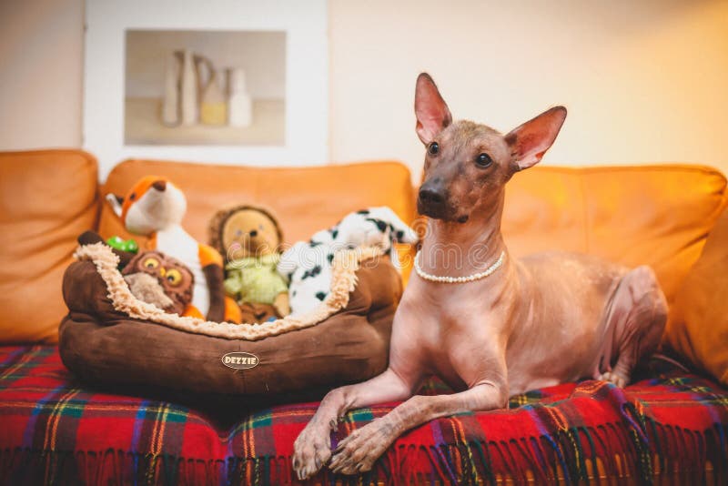 Cão calvo mexicano foto de stock. Imagem de olhos, mamífero - 33817436
