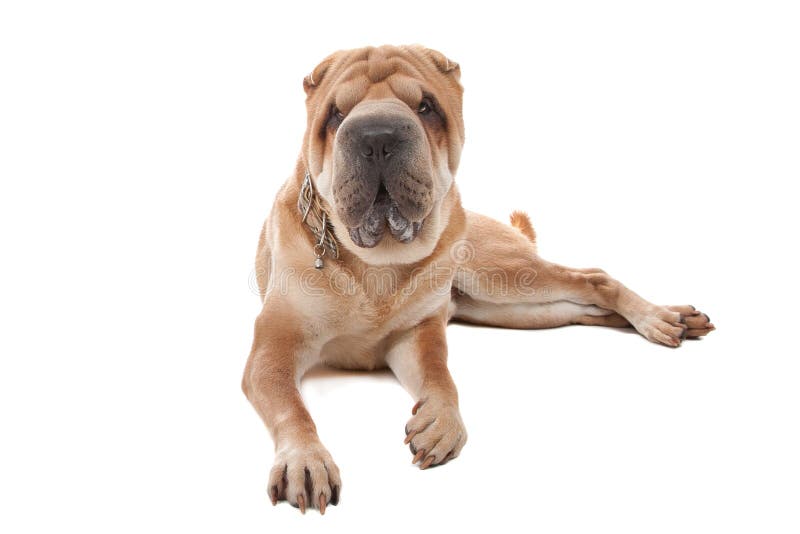 Cão chinês de Shar-Pei foto de stock. Imagem de isolado - 16661684