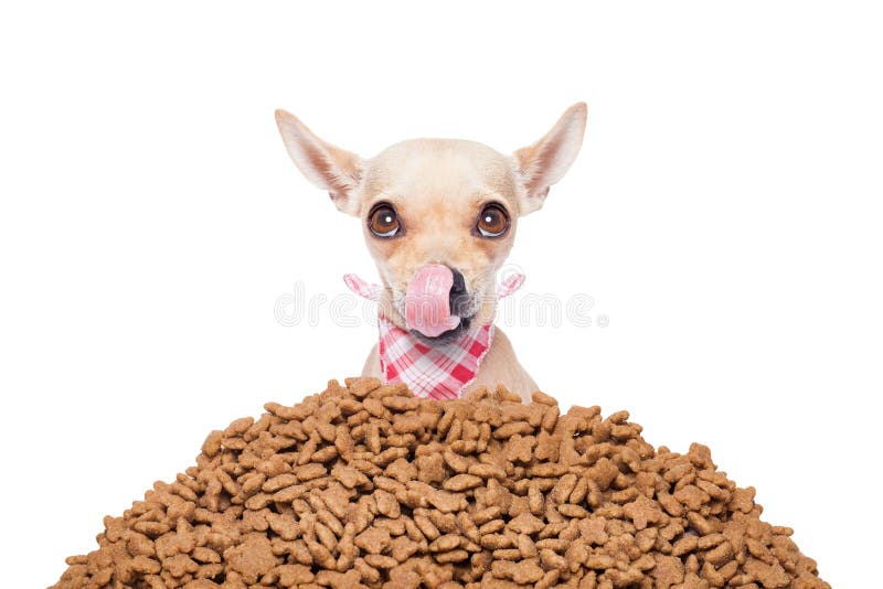Cão com fome imagem de stock. Imagem de café, animal - 58342057
