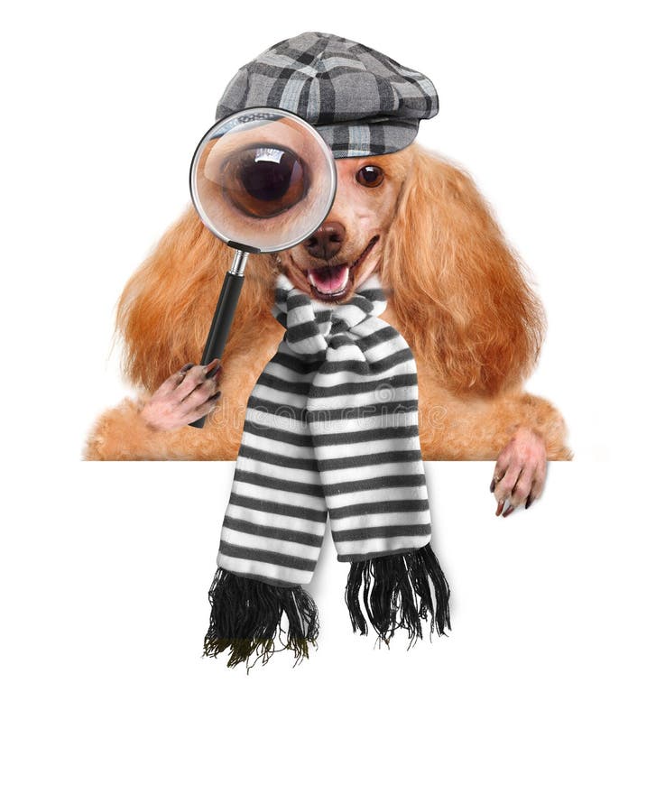 Cão com lupa e pesquisa foto de stock. Imagem de animal - 38432518
