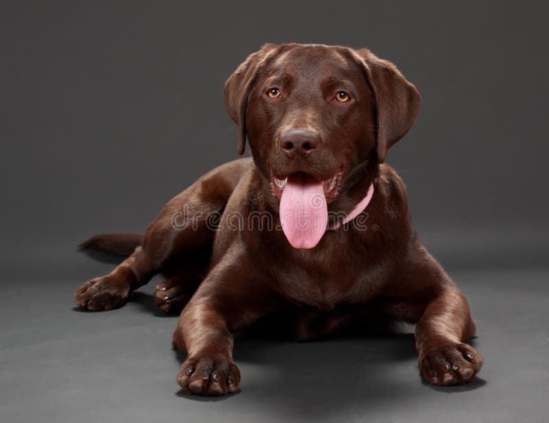 Cão de Brown Labrador imagem de stock. Imagem de canino - 13343023