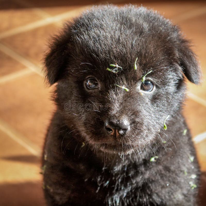 Filhote De Cachorro Molhado Sujo Foto de Stock - Imagem de aliciamento ...