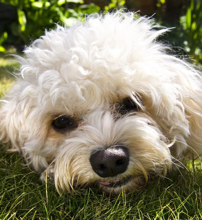 Um Cão Bonito De Cavapoo Igualmente Conhecido Geralmente Pelo Rei ...