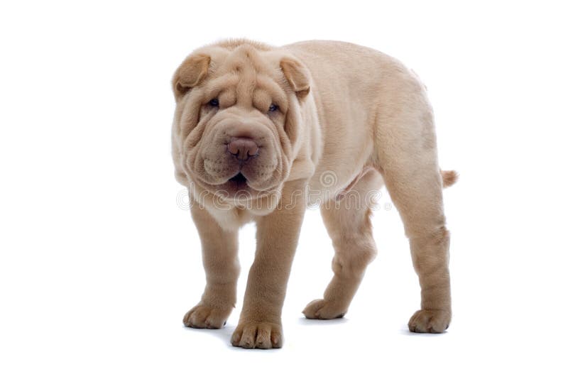 Cão De Filhote De Cachorro De Shar-Pei Foto de Stock - Imagem de tiro ...