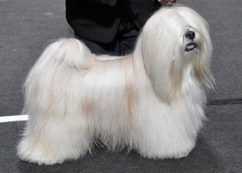 Cão de Lhasa Apso foto de stock. Imagem de velho, isolado - 39513192