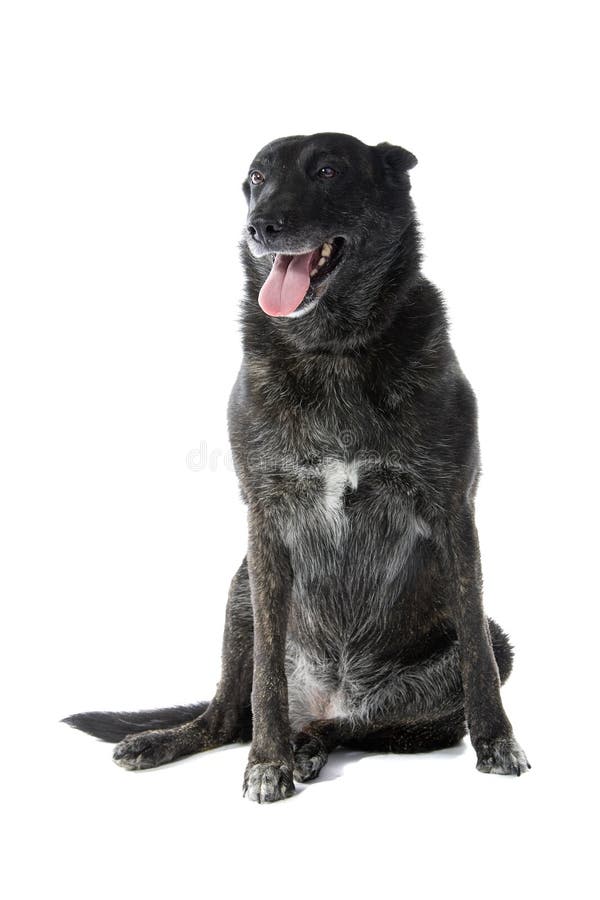 Cão de pastor holandês imagem de stock. Imagem de ofensa - 11346909