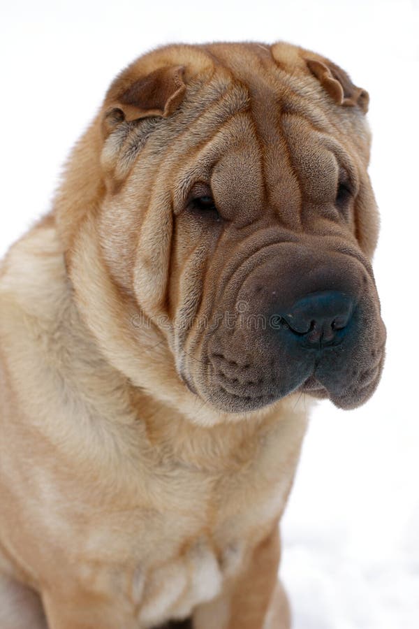 Retrato Do Sharpei Do Revestimento Do Cavalo Do Sable Imagem de Stock ...