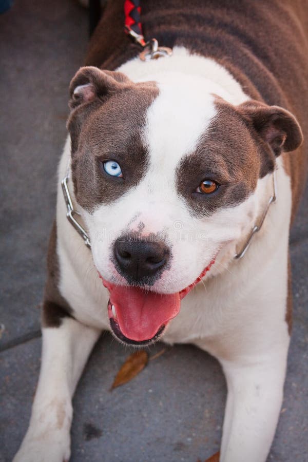 Cão do pitbull foto de stock. Imagem de canino, fofofo - 19476656
