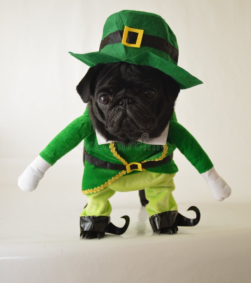 Cão do pug do duende imagem de stock. Imagem de animal - 90735315