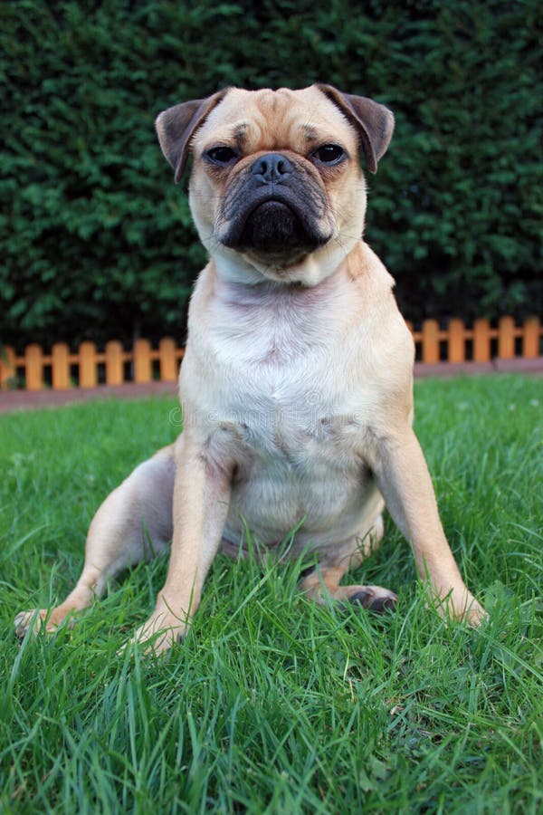 Cão Do Pug Sentado Para Baixo Na Grama Foto de Stock - Imagem de ...