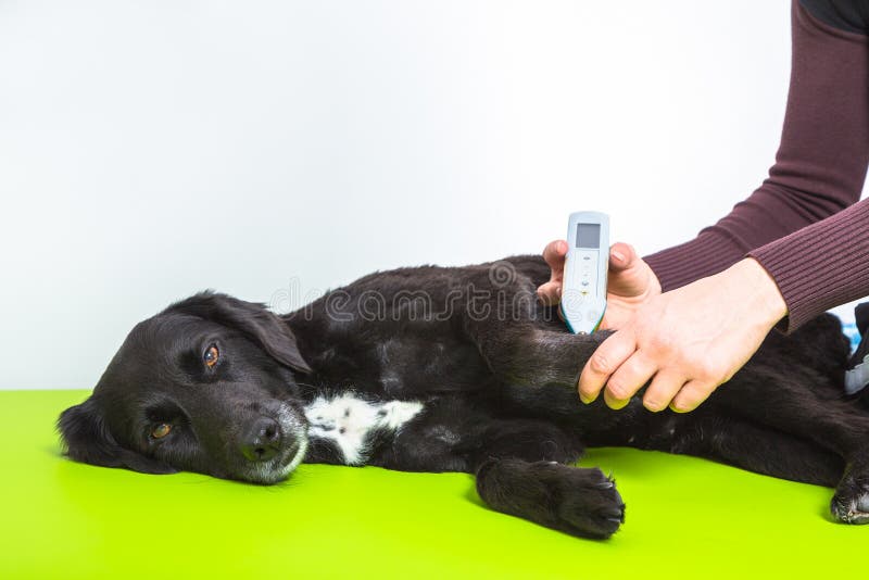 Cão doente imagem de stock. Imagem de tratamento, laser - 69408083