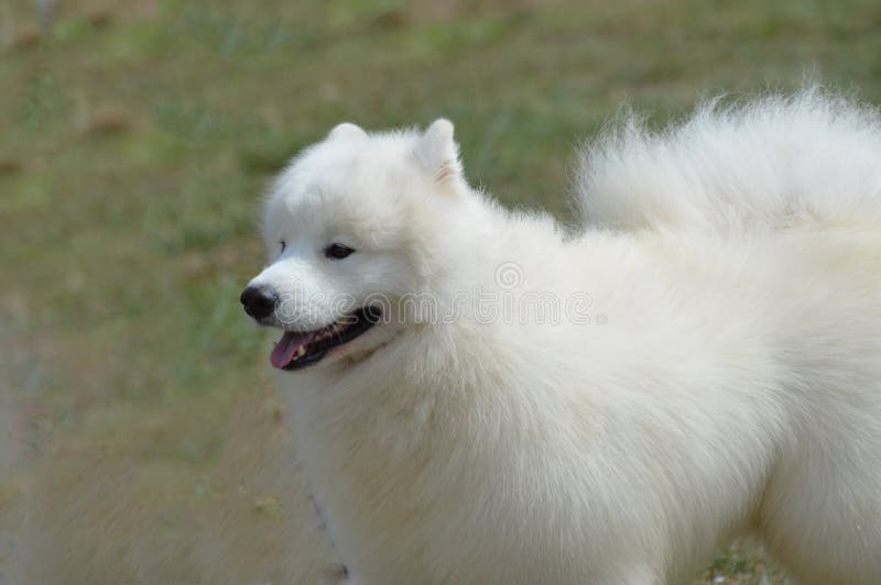 Esquimó americano imagem de stock. Imagem de samoyed, raça - 997361