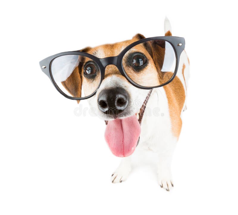 Cão esperto do lerdo foto de stock. Imagem de amigo, positivo - 56231320