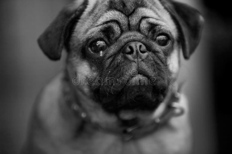Cara Feia Do Cachorrinho De Um Pug Foto de Stock - Imagem de ...