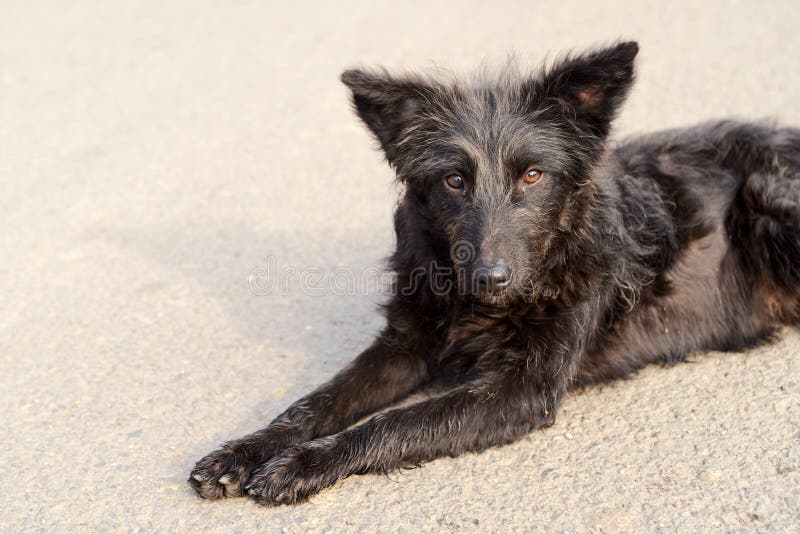 Cão feio foto de stock. Imagem de face, macro, doggy - 15904176