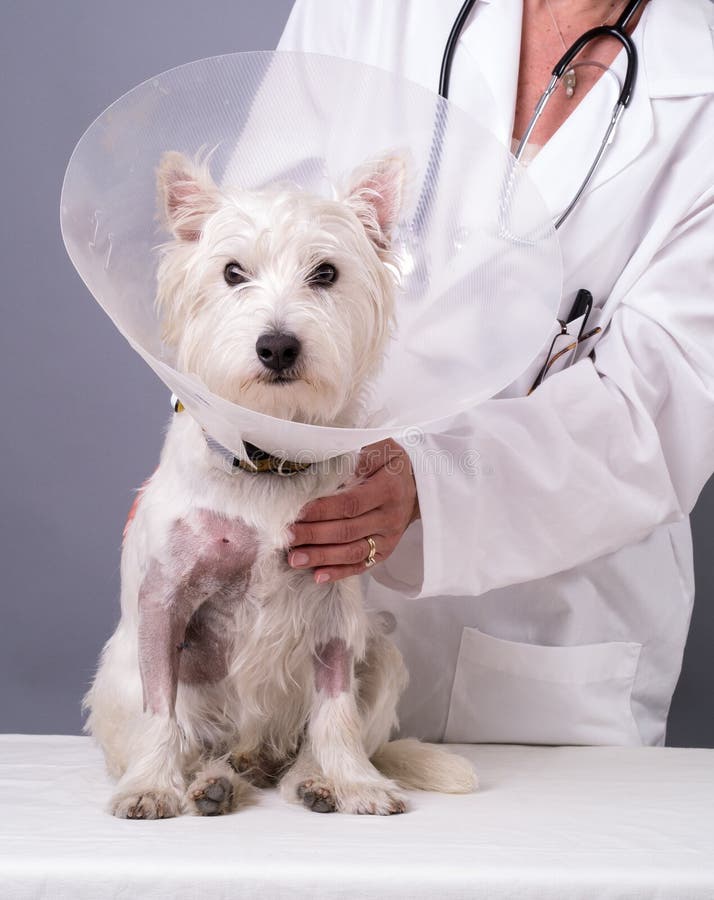 Cão ferido no veterinário foto de stock. Imagem de examinar - 25635652