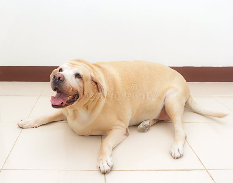 Cão Gordo De Labrador No Assoalho Foto de Stock - Imagem de branco ...
