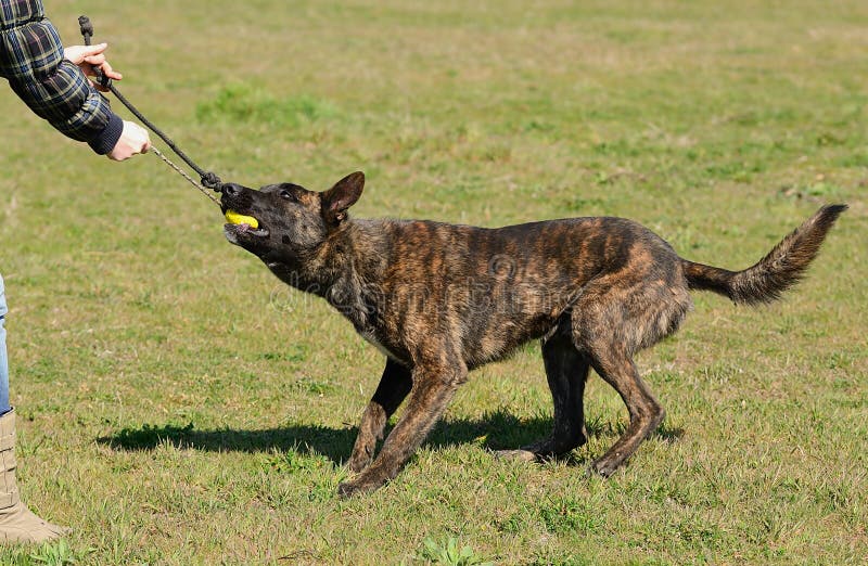 Cão-pastor Holandês No Campo Imagem de Stock - Imagem de beleza, pele ...