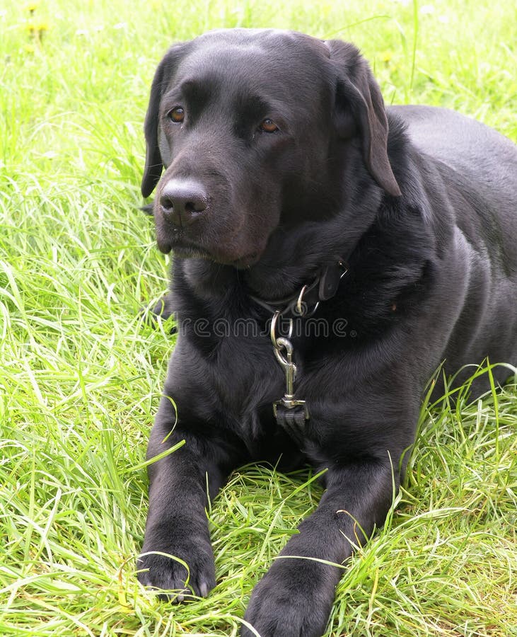 Cão preto de Labrador foto de stock. Imagem de acorrentado - 120656