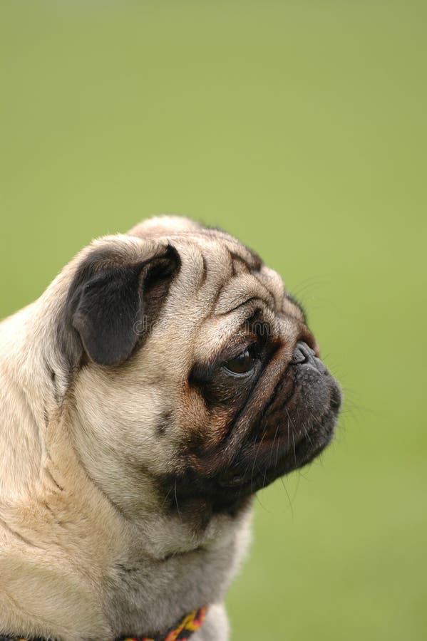 Perfil bonito do Pug imagem de stock. Imagem de branco - 11306641