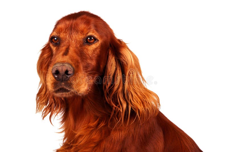 Cão - setter imagem de stock. Imagem de domesticado, olho - 1552439